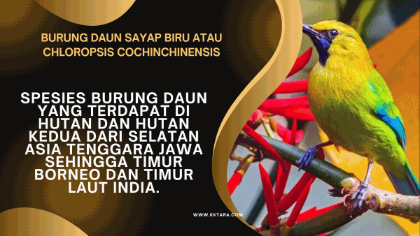 Burung Daun Sayap Biru atau Chloropsis Cochinchinensis - kktara.com