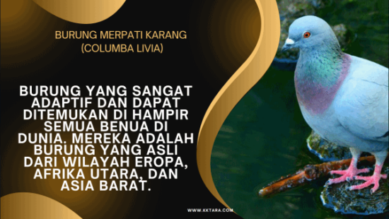 Burung Merpati Karang (Columba livia) - kktara.com